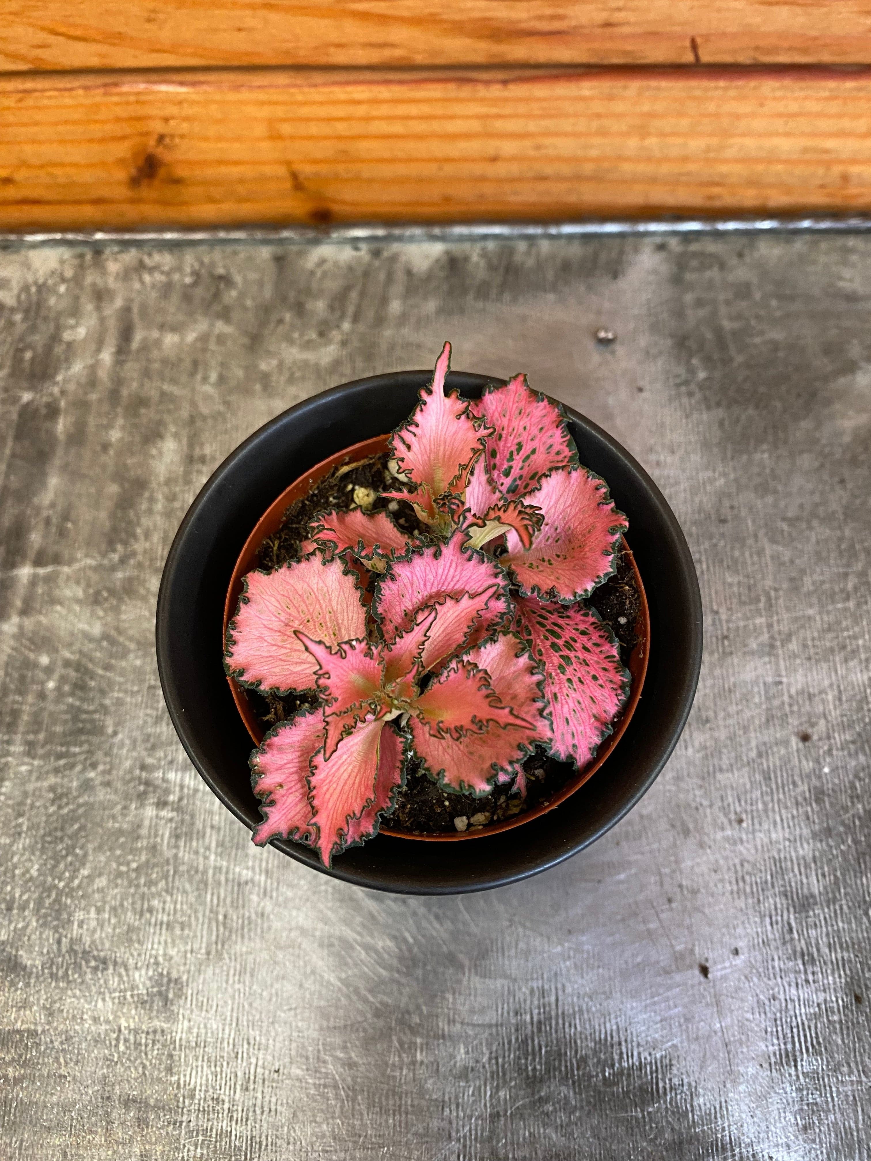 Fittonia Pink Forest Flame, 2" Plant - Walmart.com