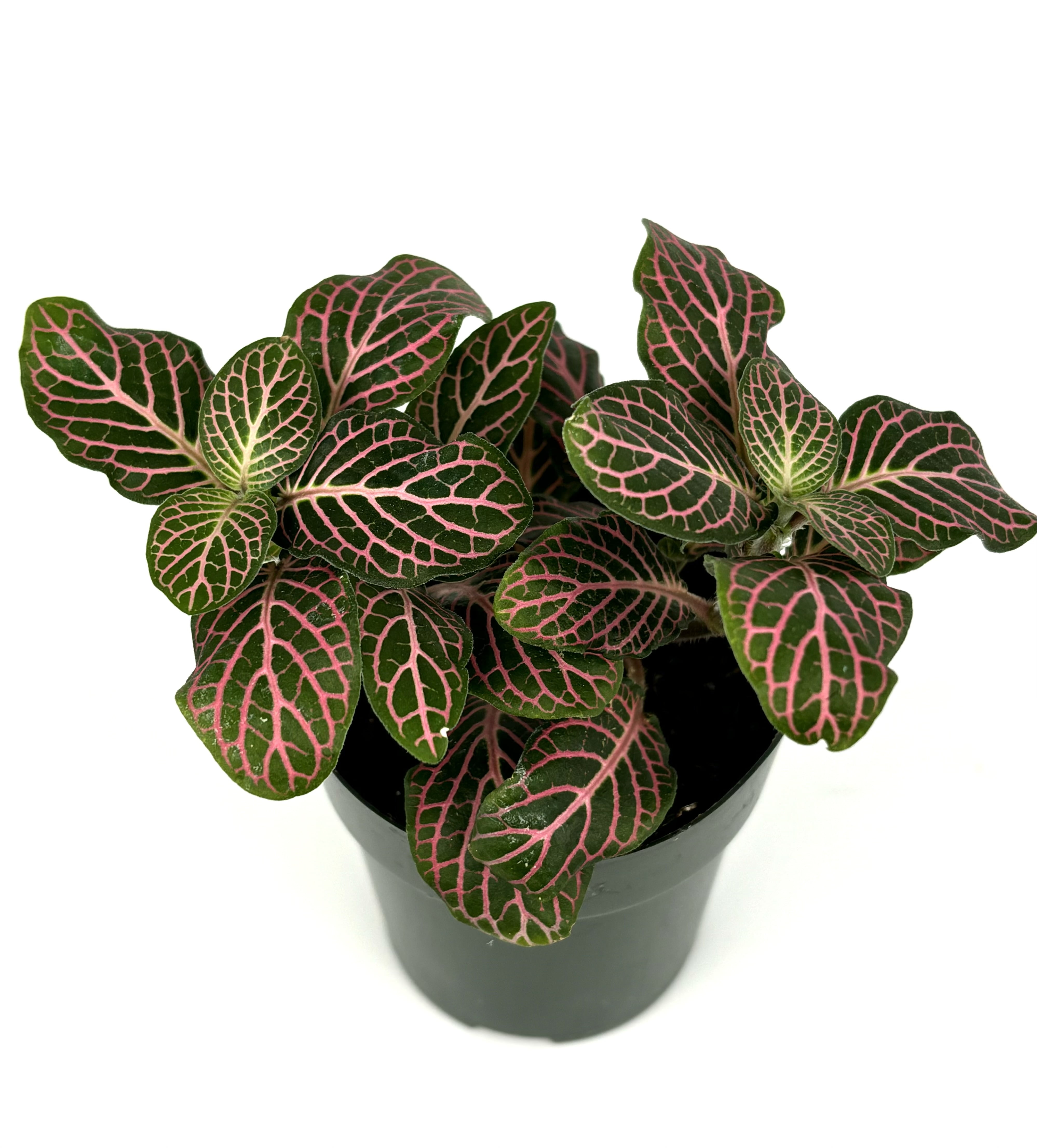 Fittonia Pink Nerve Plant Live Potted Houseplants Air Purifying, 2.5 ...