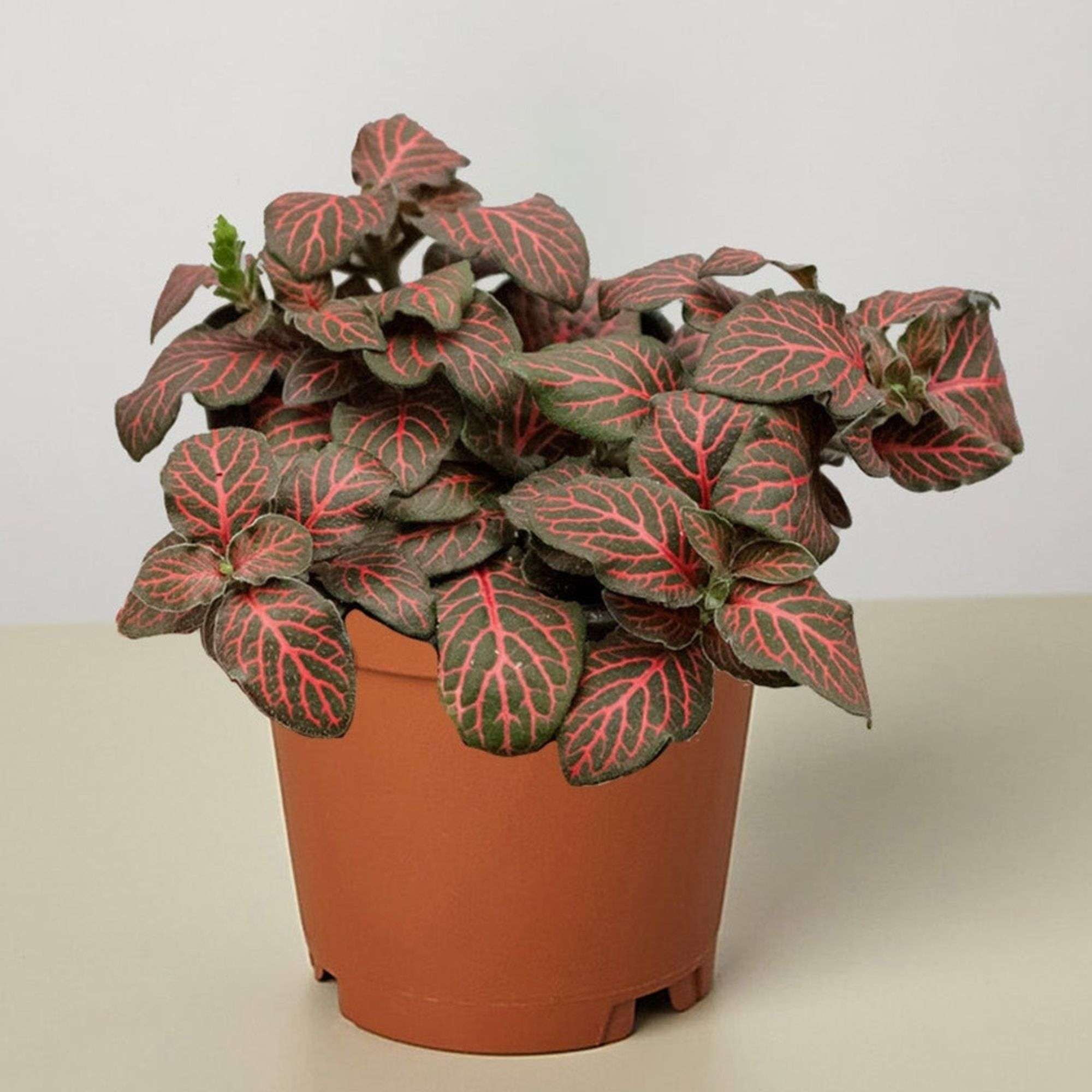 Fittonia Red Live Plant for Indoor | Different Houseplants in 4'' & 6 ...