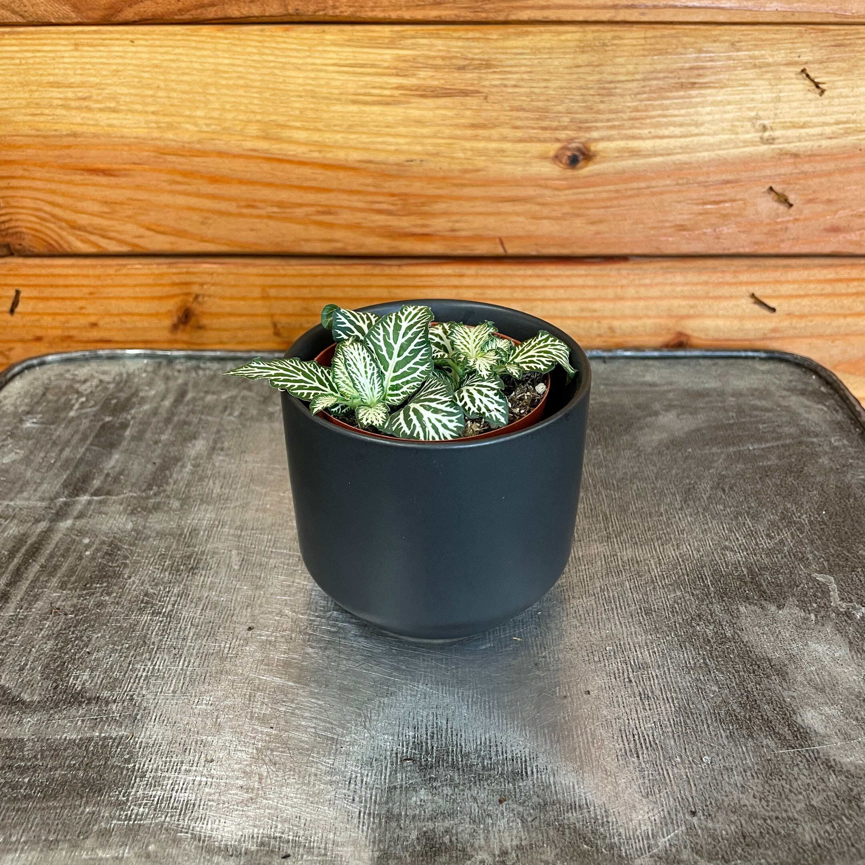 Fittonia White Tiger, 2" Plant - Walmart.com