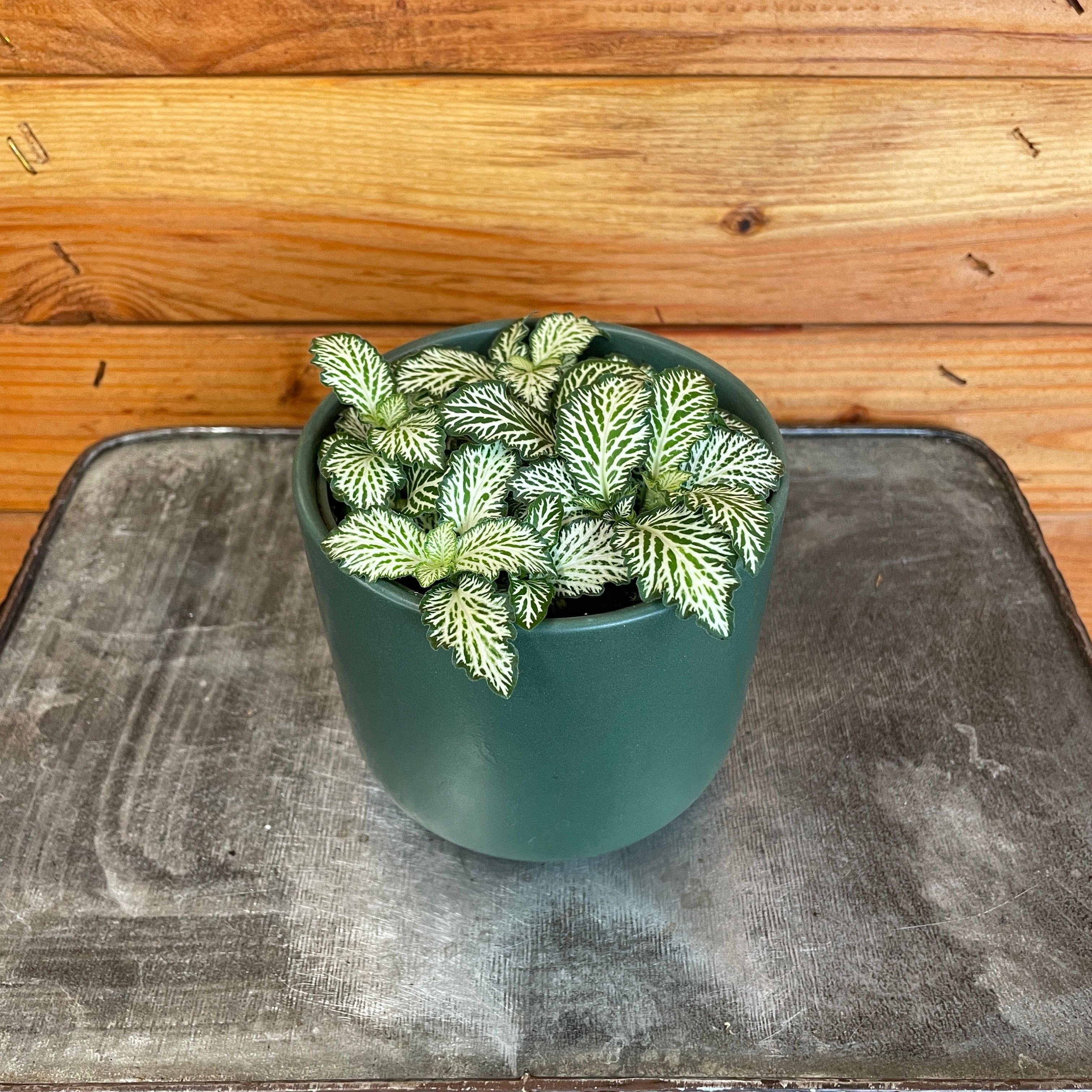Fittonia White Tiger, 4" Plant, The Plant Farm - Walmart.com