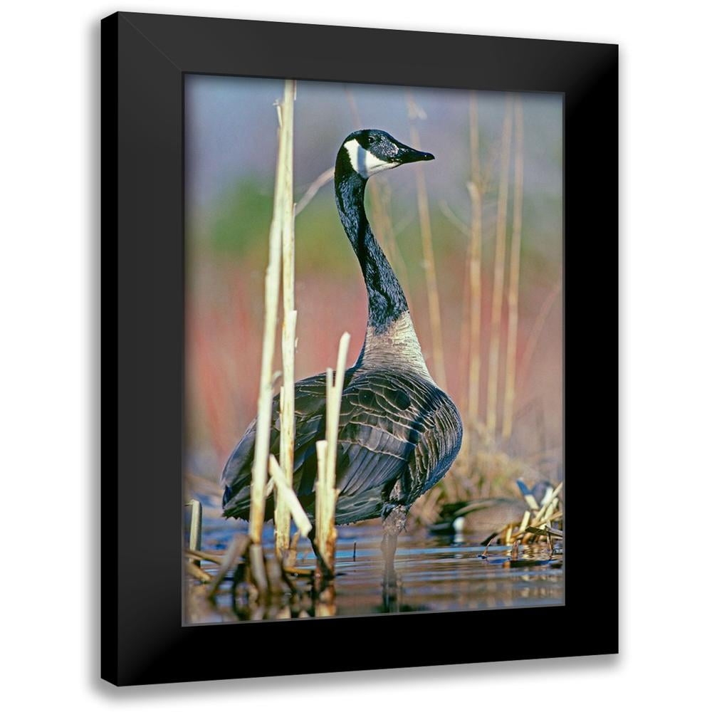 Fitzharris, Tim 11x14 Black Modern Framed Museum Art Print Titled ...