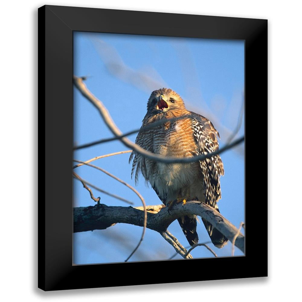Fitzharris, Tim 11x14 Black Modern Framed Museum Art Print Titled - Red ...