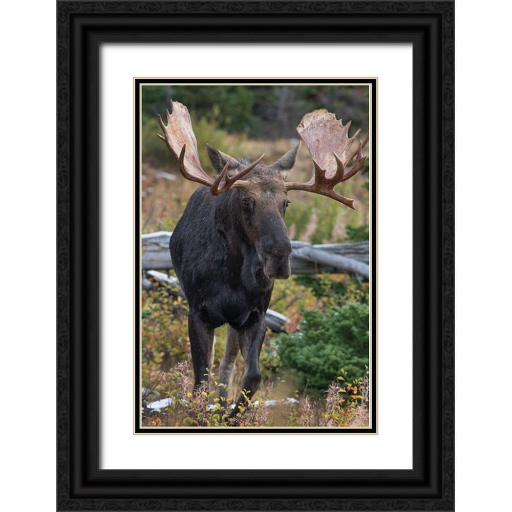 Fitzharris, Tim 11x14 Black Ornate Wood Framed with Double Matting ...