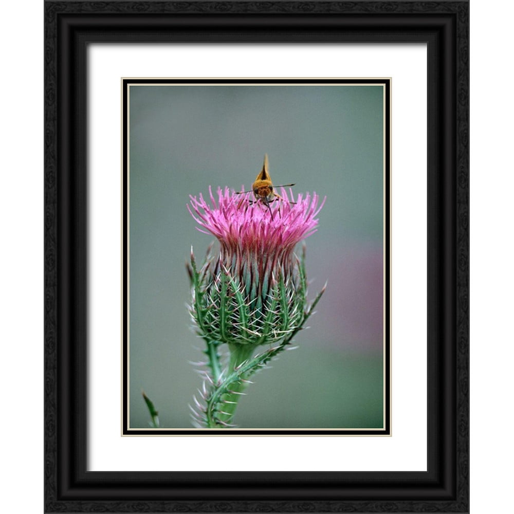 Fitzharris, Tim 11x14 Black Ornate Wood Framed with Double Matting ...