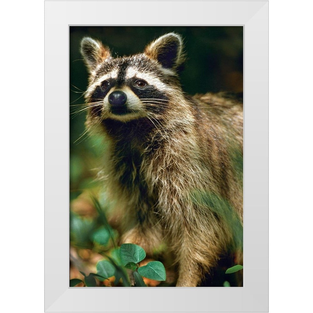 Fitzharris, Tim 11x14 White Modern Wood Framed Museum Art Print Titled ...