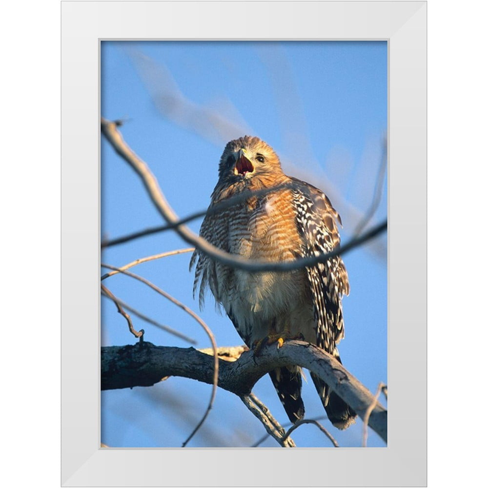 Fitzharris, Tim 11x14 White Modern Wood Framed Museum Art Print Titled ...