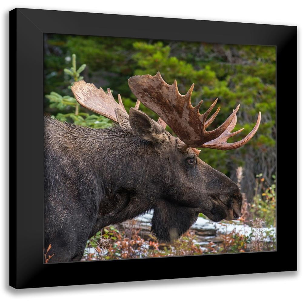 Fitzharris, Tim 12x12 Black Modern Framed Museum Art Print Titled ...