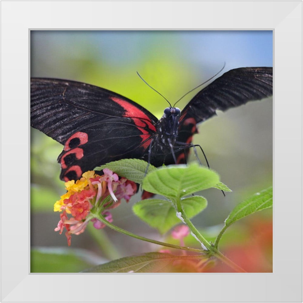 Fitzharris, Tim 12x12 White Modern Wood Framed Museum Art Print Titled ...