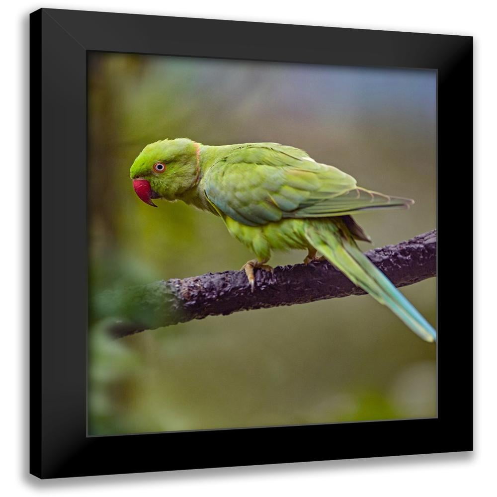 Fitzharris, Tim 12x13 Black Modern Framed Museum Art Print Titled ...