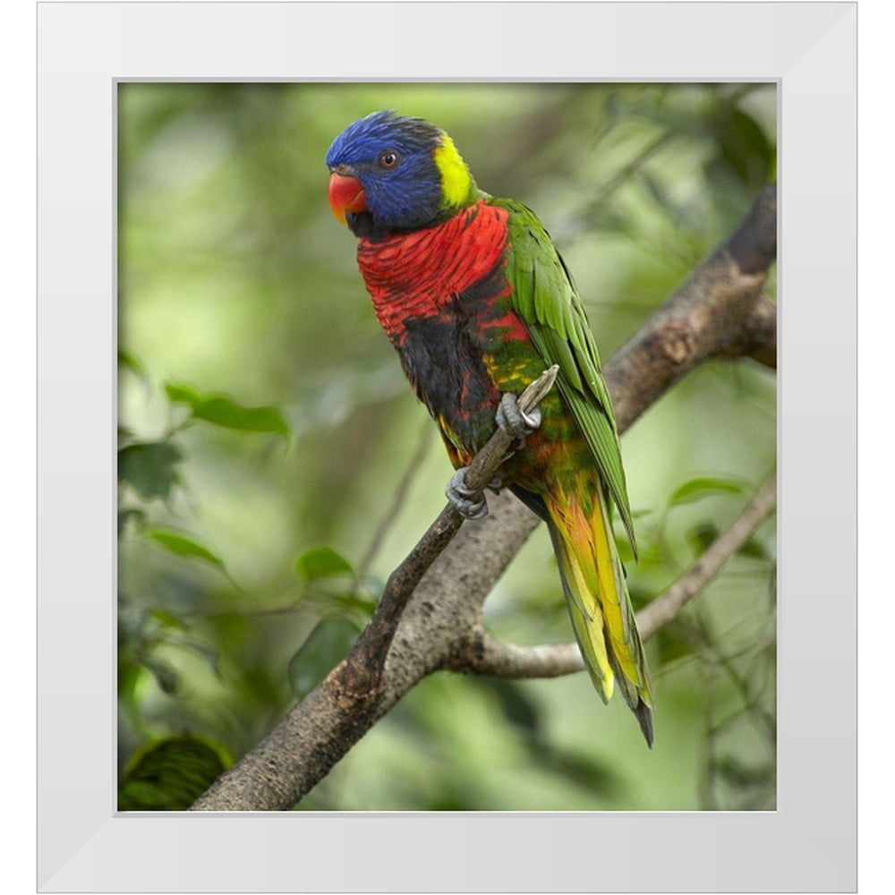 Fitzharris, Tim 12x13 White Modern Wood Framed Museum Art Print Titled ...