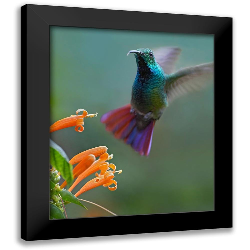 Fitzharris, Tim 12x14 Black Modern Framed Museum Art Print Titled ...