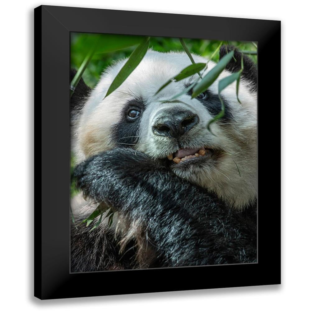 Fitzharris, Tim 12x14 Black Modern Framed Museum Art Print Titled ...