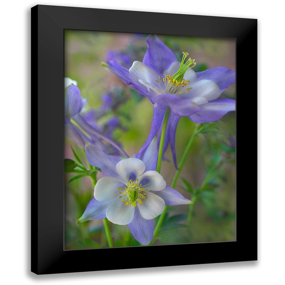 Fitzharris, Tim 12x14 Black Modern Framed Museum Art Print Titled ...