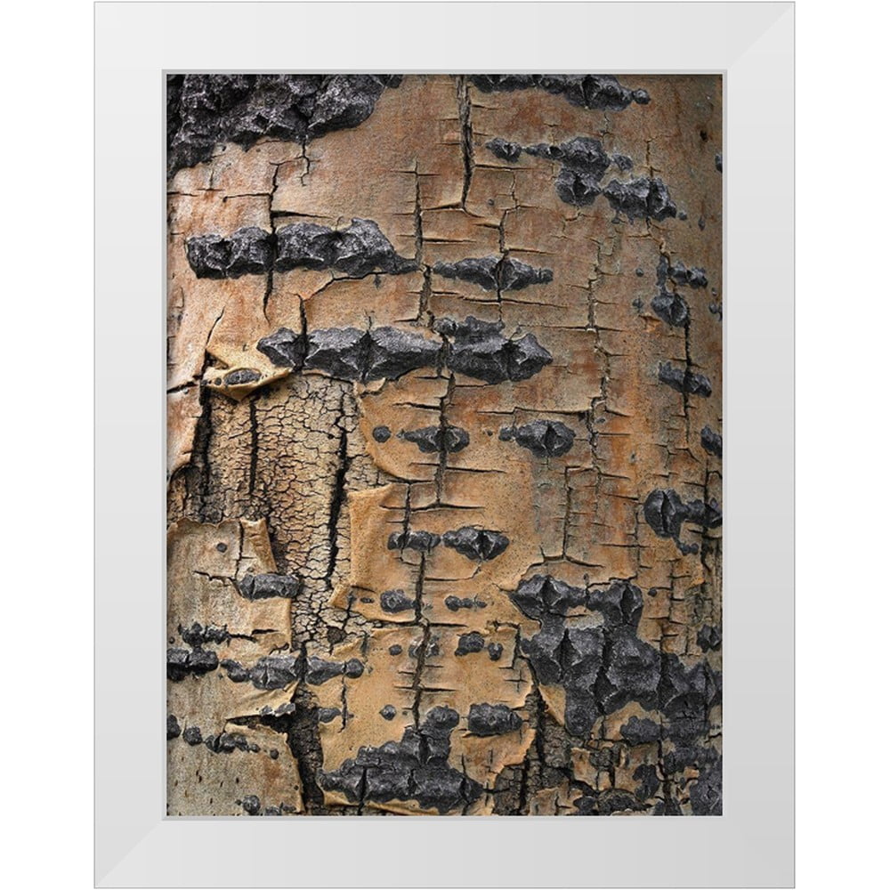 Fitzharris, Tim 12x14 White Modern Wood Framed Museum Art Print Titled ...