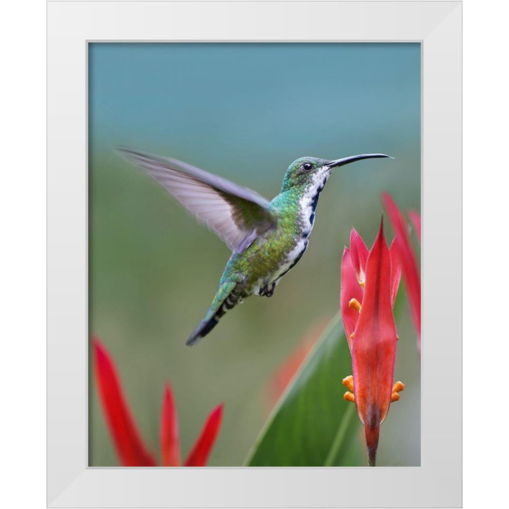 Fitzharris, Tim 12x14 White Modern Wood Framed Museum Art Print Titled ...