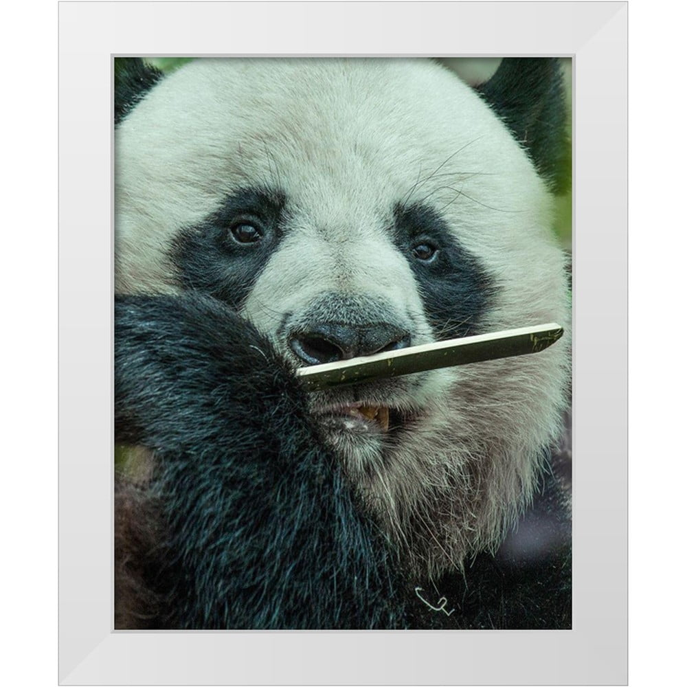 Fitzharris, Tim 12x14 White Modern Wood Framed Museum Art Print Titled ...