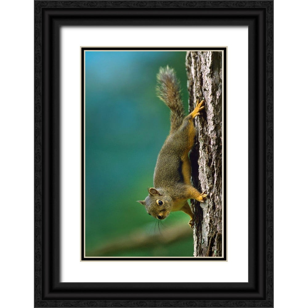 Fitzharris, Tim 13x18 Black Ornate Wood Framed with Double Matting Museum Art Print Titled - Red ...