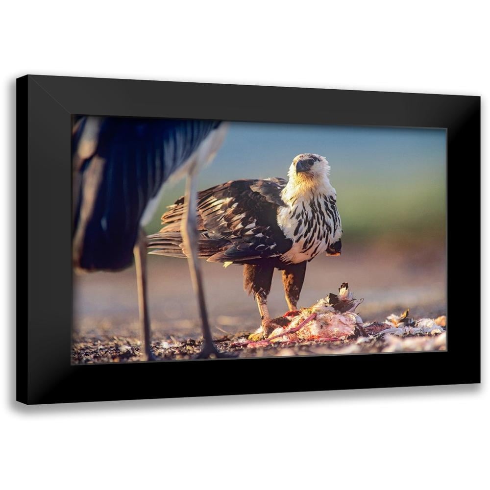 Fitzharris, Tim 14x11 Black Modern Framed Museum Art Print Titled ...