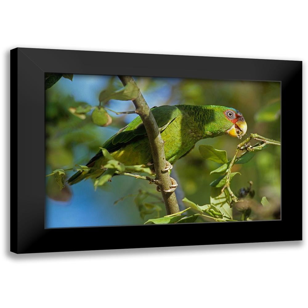 Fitzharris, Tim 14x11 Black Modern Framed Museum Art Print Titled ...