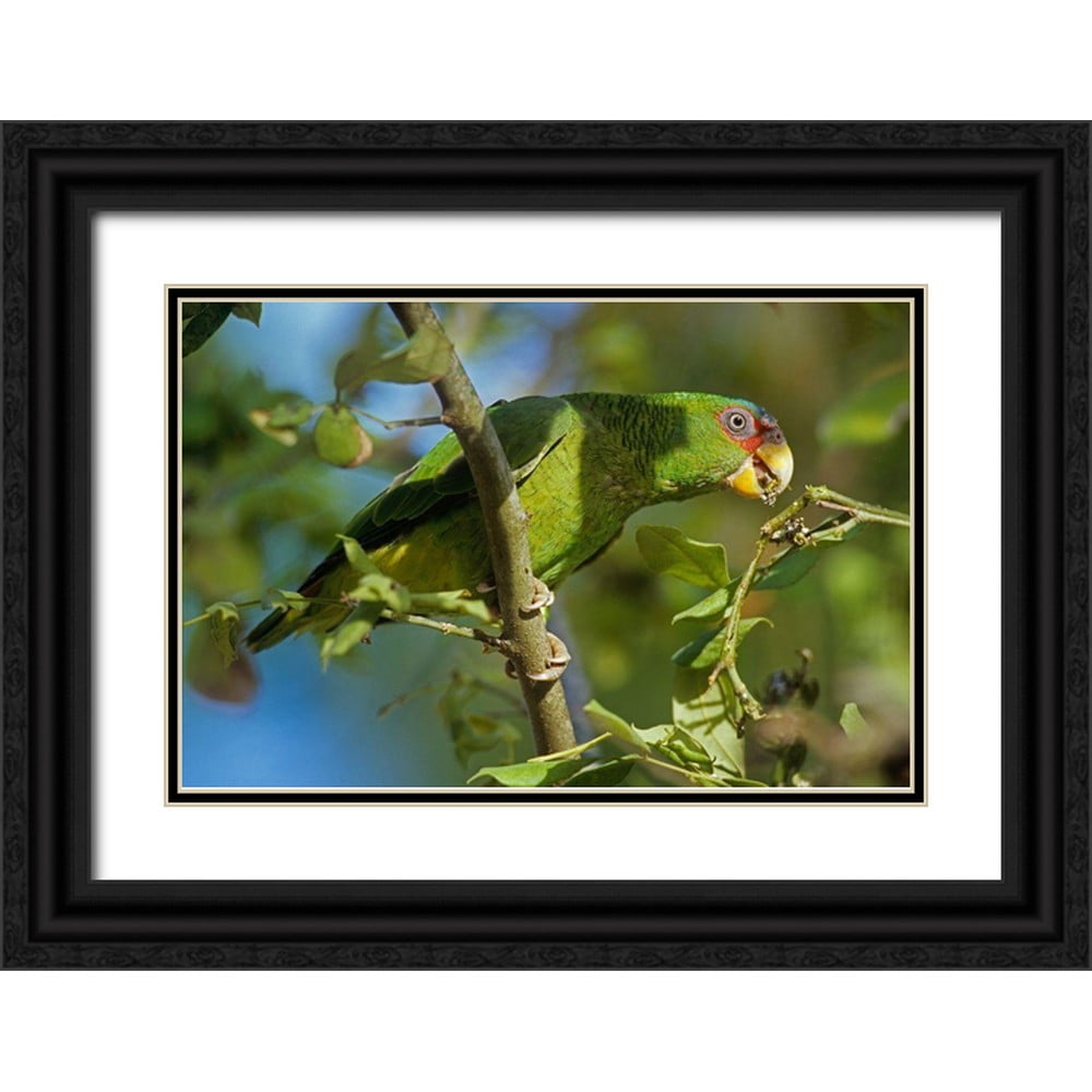 Fitzharris, Tim 14x11 Black Ornate Wood Framed with Double Matting ...