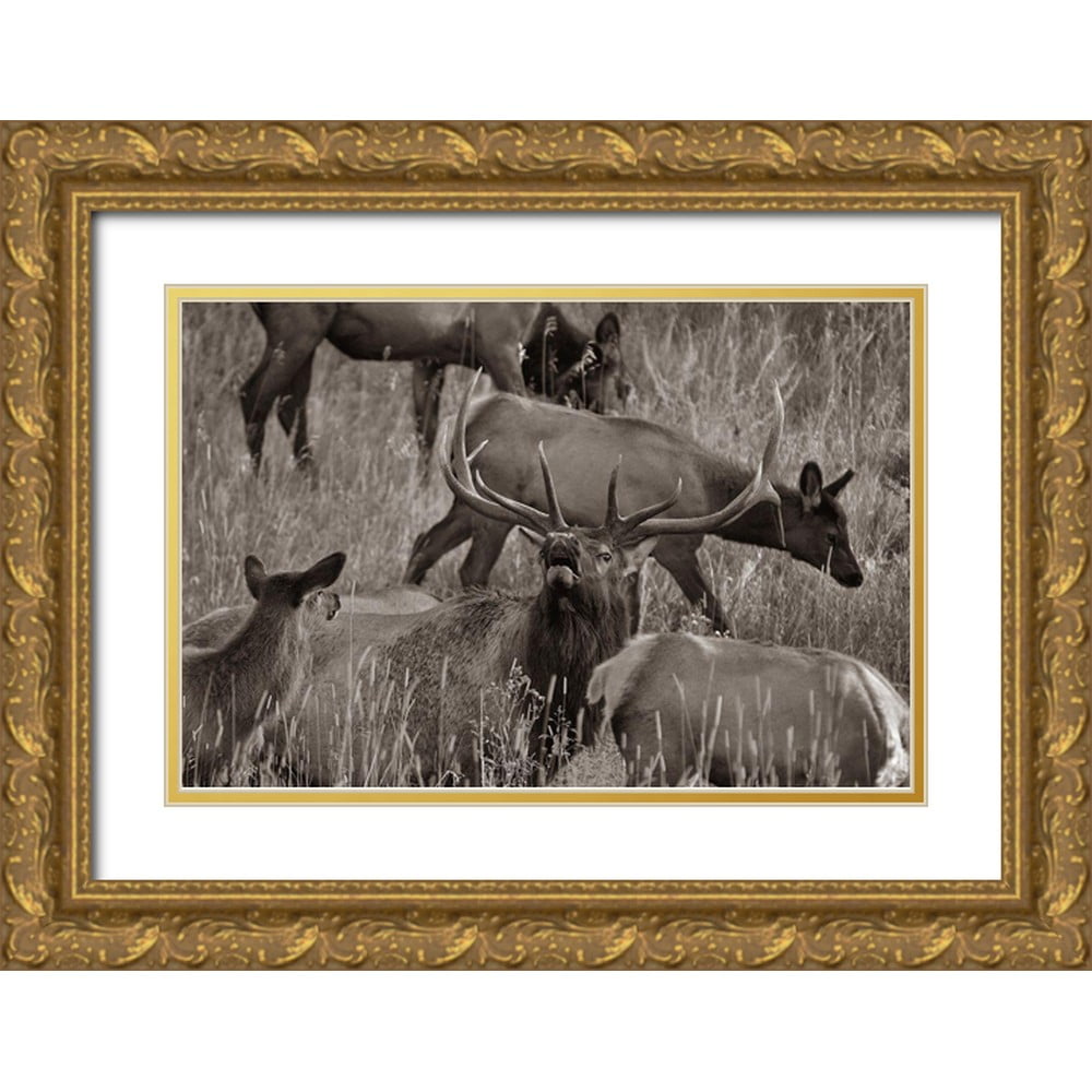 Fitzharris, Tim 14x11 Gold Ornate Wood Framed with Double Matting ...