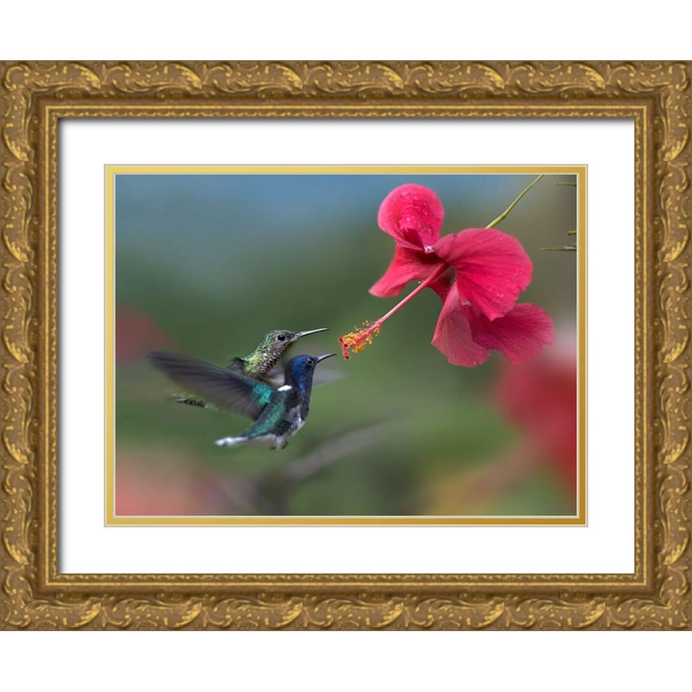 Fitzharris, Tim 14x11 Gold Ornate Wood Framed with Double Matting ...