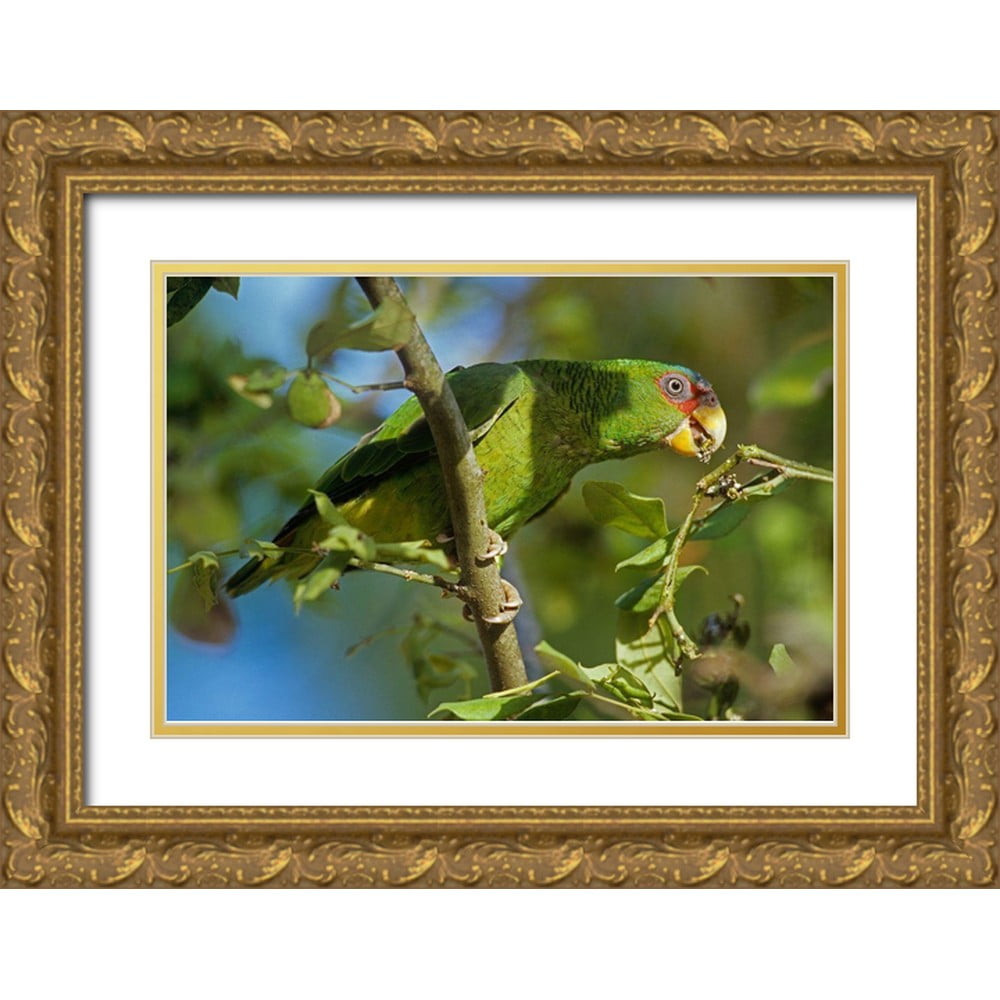 Fitzharris, Tim 14x11 Gold Ornate Wood Framed with Double Matting ...