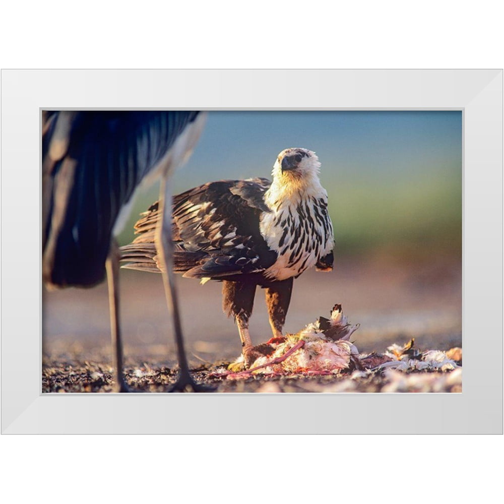 Fitzharris, Tim 14x11 White Modern Wood Framed Museum Art Print Titled ...