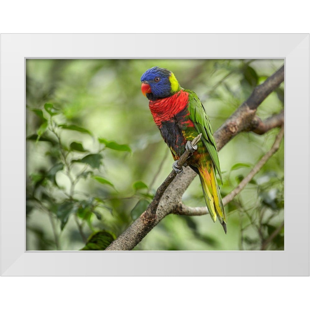Fitzharris, Tim 14x11 White Modern Wood Framed Museum Art Print Titled ...