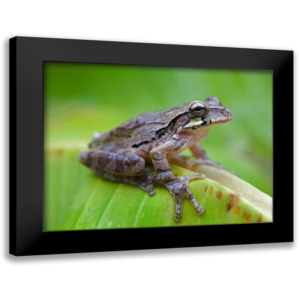 Fitzharris, Tim 14x12 Black Modern Framed Museum Art Print Titled ...