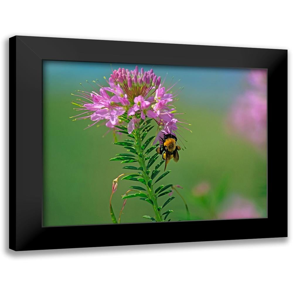 Fitzharris, Tim 14x12 Black Modern Framed Museum Art Print Titled ...
