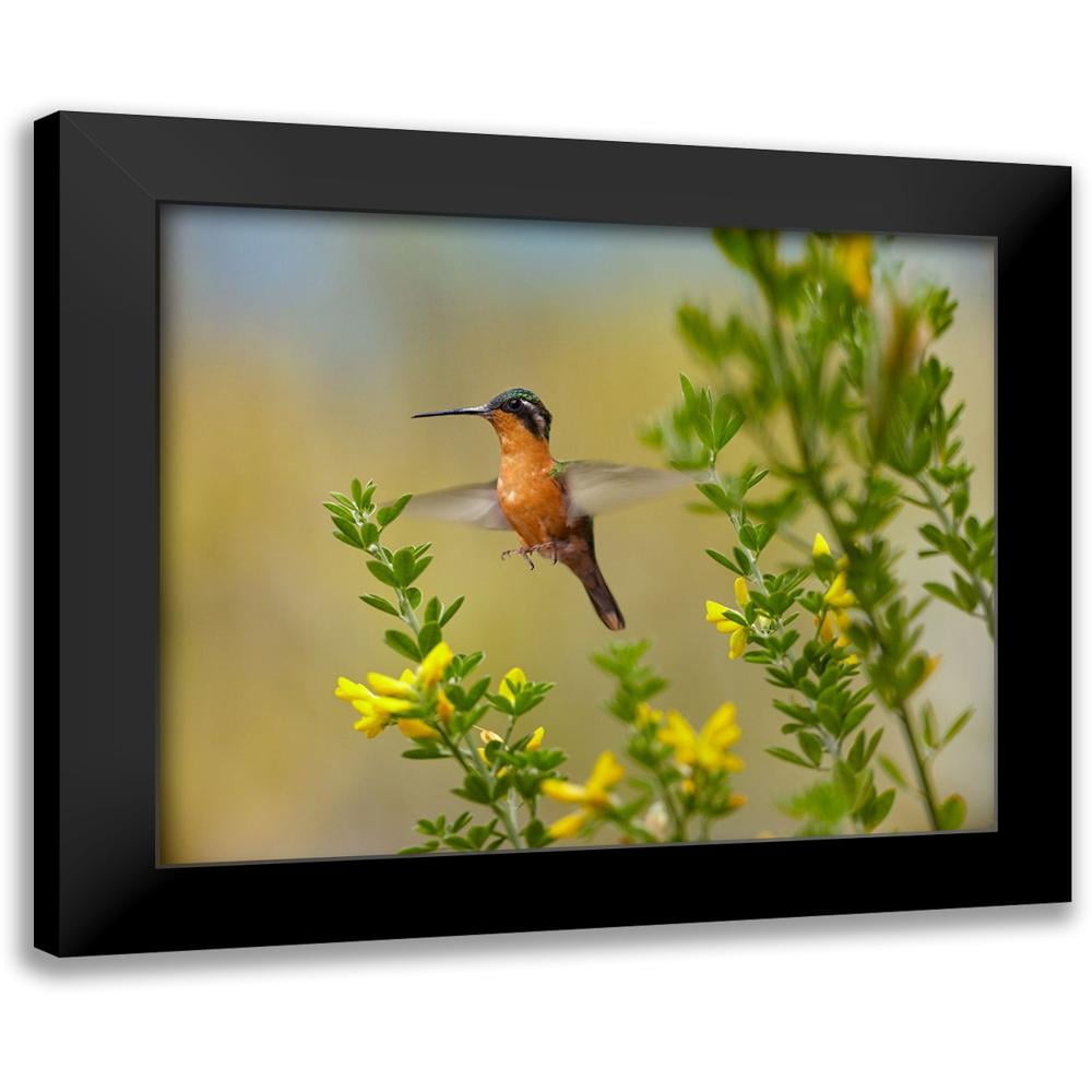 Fitzharris, Tim 14x12 Black Modern Framed Museum Art Print Titled ...