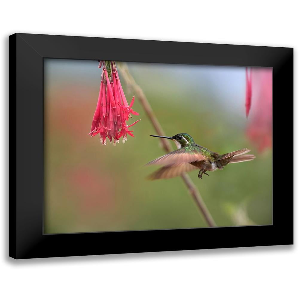 Fitzharris, Tim 14x12 Black Modern Framed Museum Art Print Titled ...