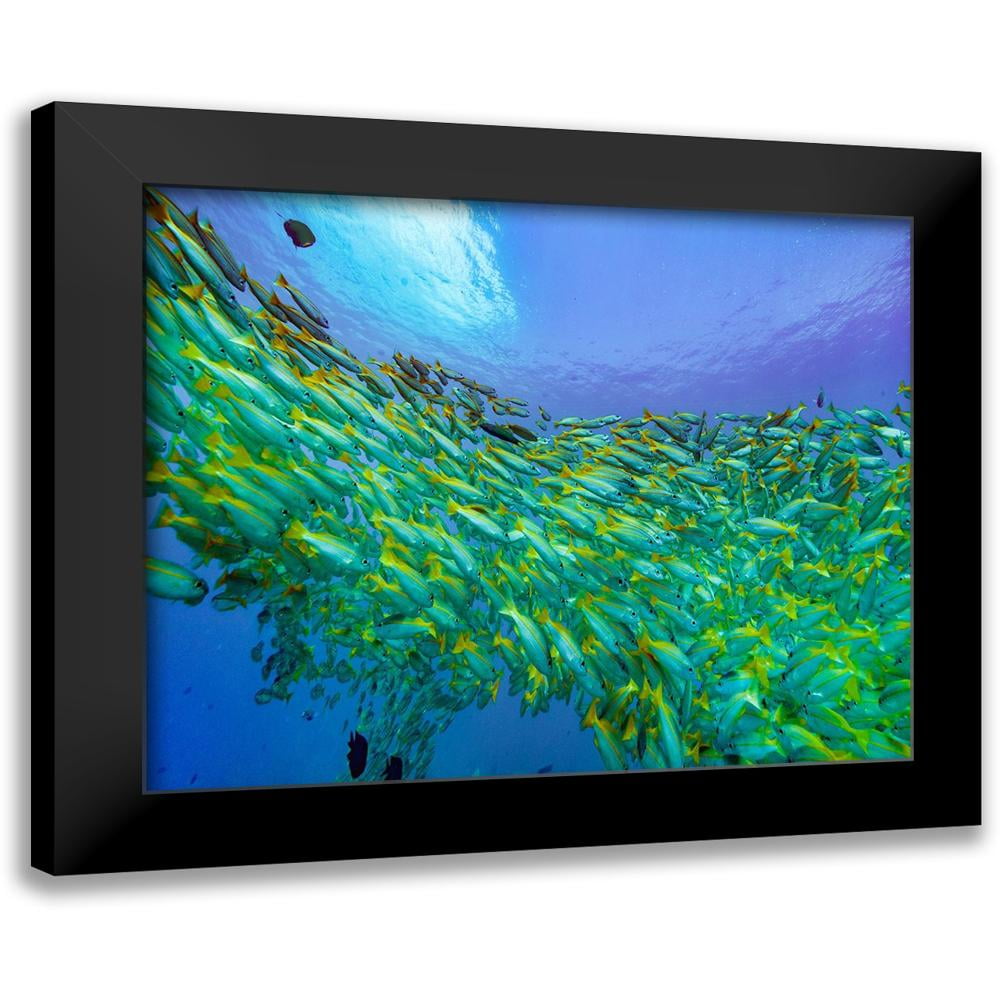 Fitzharris, Tim 14x12 Black Modern Framed Museum Art Print Titled - Yellow snapper school ...