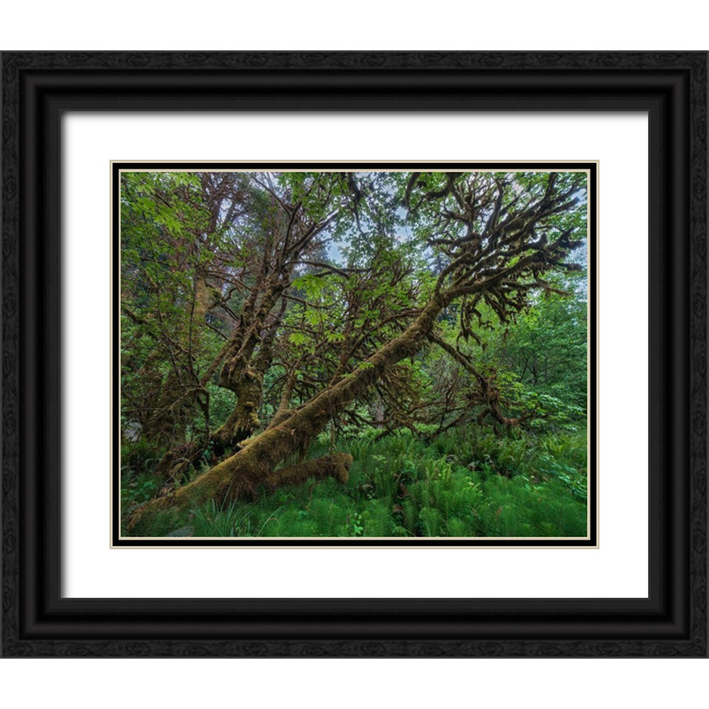 Fitzharris, Tim 14x12 Black Ornate Wood Framed with Double Matting ...