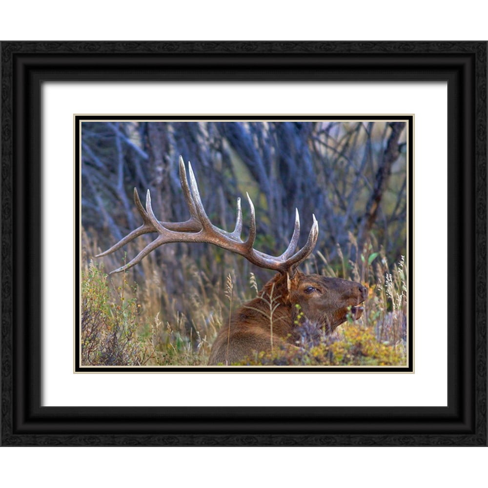 Fitzharris, Tim 14x12 Black Ornate Wood Framed with Double Matting ...