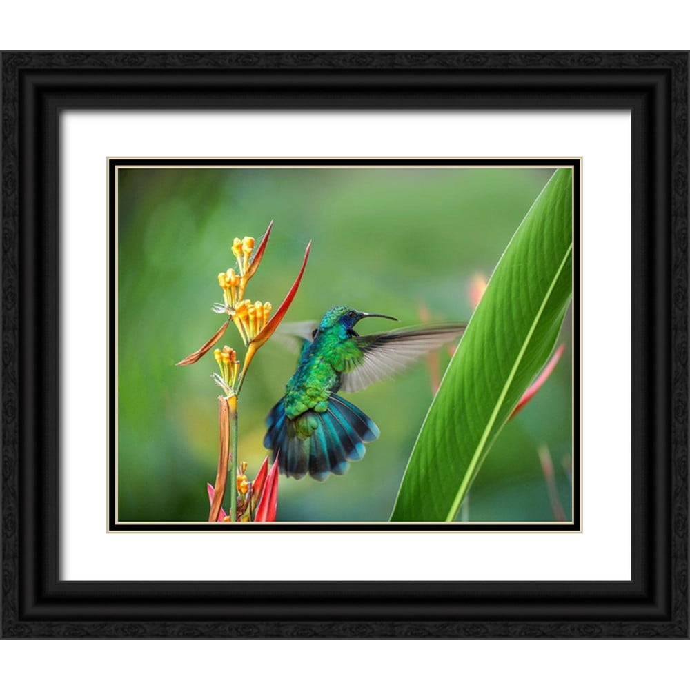 Fitzharris, Tim 14x12 Black Ornate Wood Framed with Double Matting ...