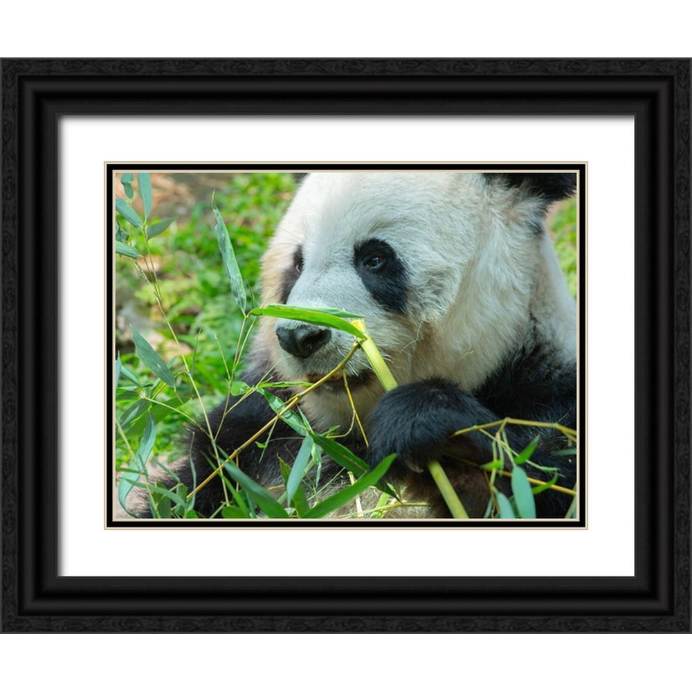 Fitzharris, Tim 14x12 Black Ornate Wood Framed with Double Matting ...