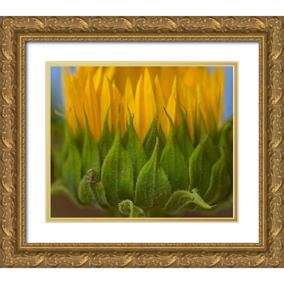 Fitzharris, Tim 14x12 Gold Ornate Wood Framed with Double Matting ...