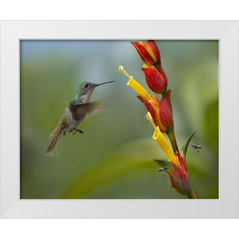 Fitzharris, Tim 14x12 White Modern Wood Framed Museum Art Print Titled ...