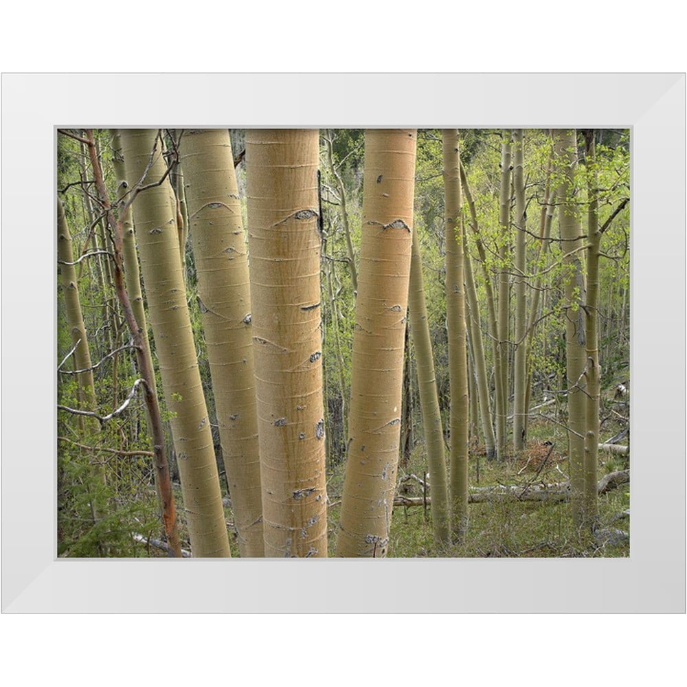 Fitzharris, Tim 14x12 White Modern Wood Framed Museum Art Print Titled ...