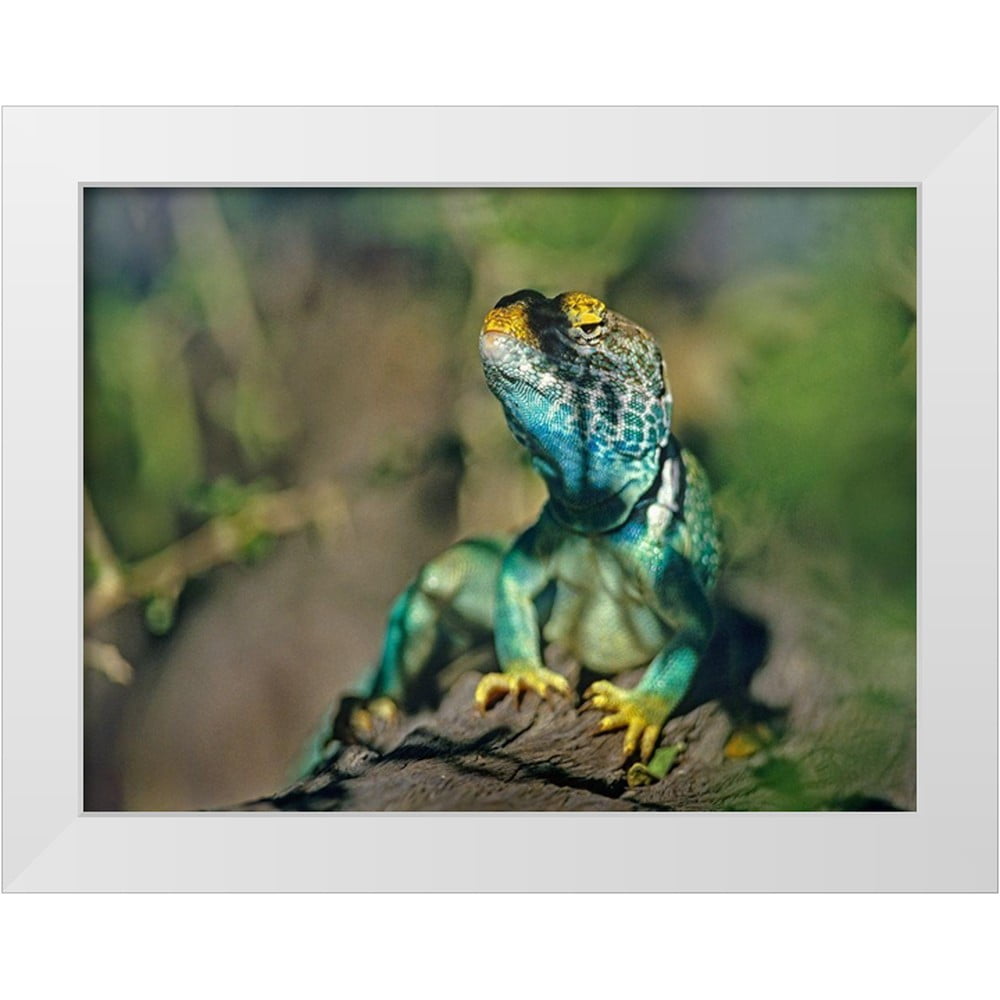 Fitzharris, Tim 14x12 White Modern Wood Framed Museum Art Print Titled ...