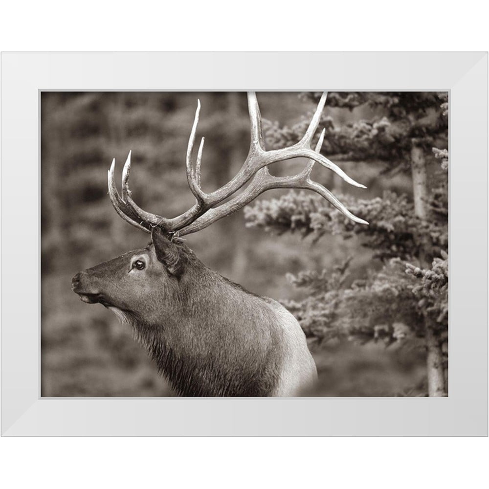 Fitzharris, Tim 14x12 White Modern Wood Framed Museum Art Print Titled ...