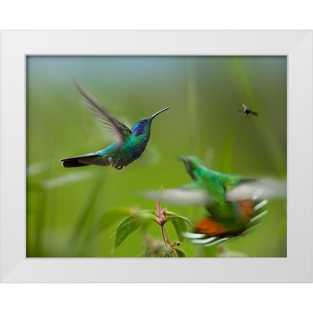 Fitzharris, Tim 14x12 White Modern Wood Framed Museum Art Print Titled ...