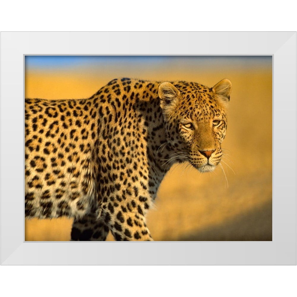 Fitzharris, Tim 14x12 White Modern Wood Framed Museum Art Print Titled ...