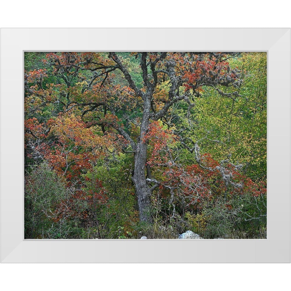 Fitzharris, Tim 14x12 White Modern Wood Framed Museum Art Print Titled ...
