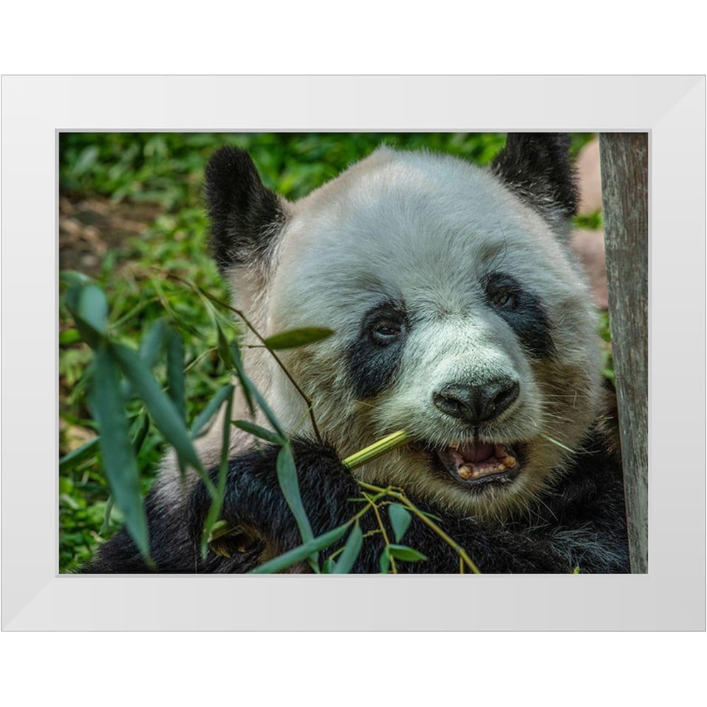 Fitzharris, Tim 14x12 White Modern Wood Framed Museum Art Print Titled ...