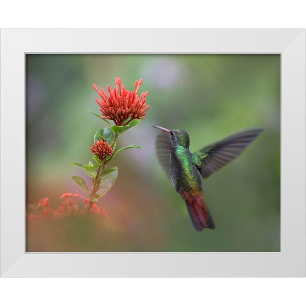 Fitzharris, Tim 14x12 White Modern Wood Framed Museum Art Print Titled ...