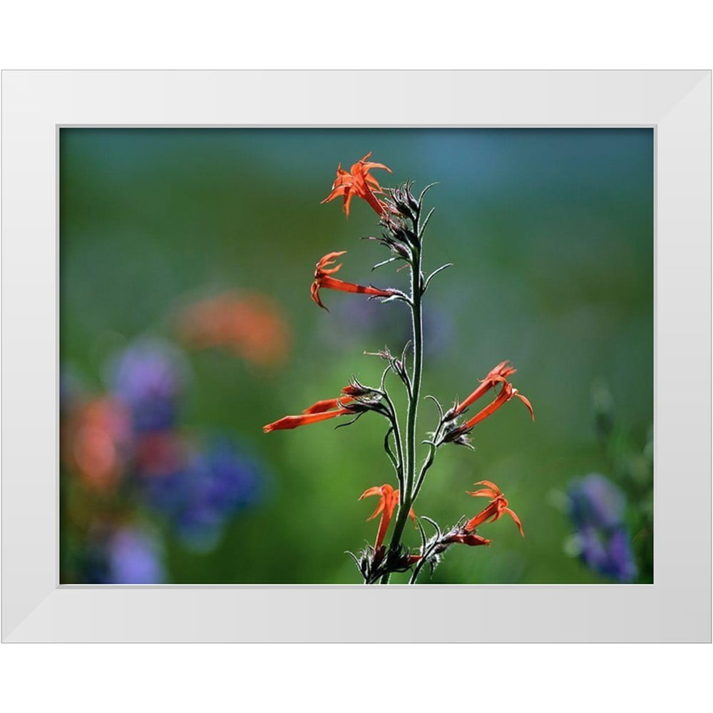 Fitzharris, Tim 14x12 White Modern Wood Framed Museum Art Print Titled ...